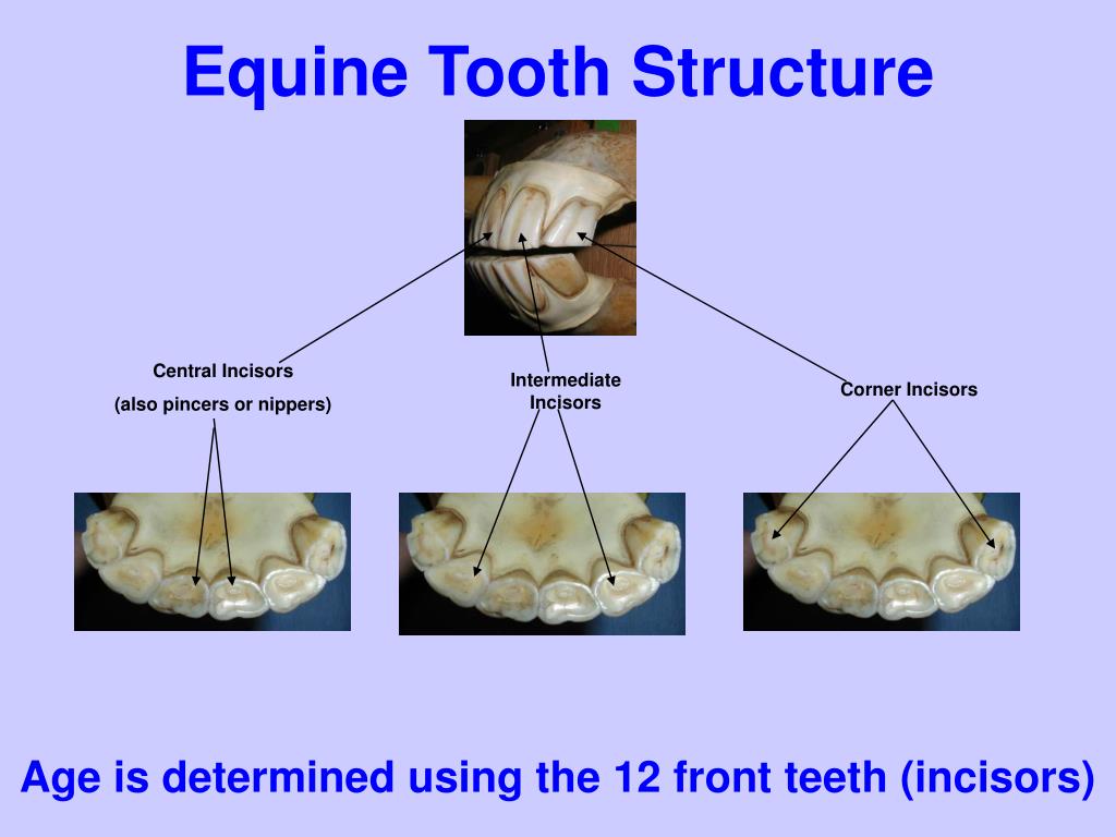 PPT - Horse Aging Using Teeth Georgia Agricultural Education Curriculum ...