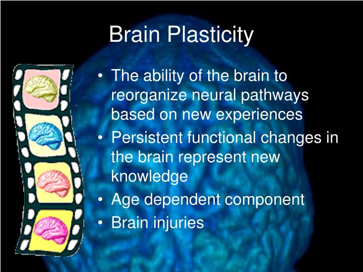 PPT - Brain Structure and Function PowerPoint Presentation - ID:262127