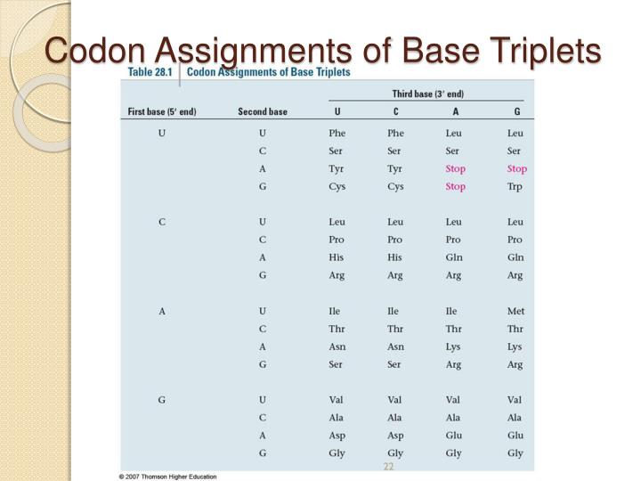 PPT - Chapter 28. Biomolecules : Nucleic Acids PowerPoint Presentation - ID:263699