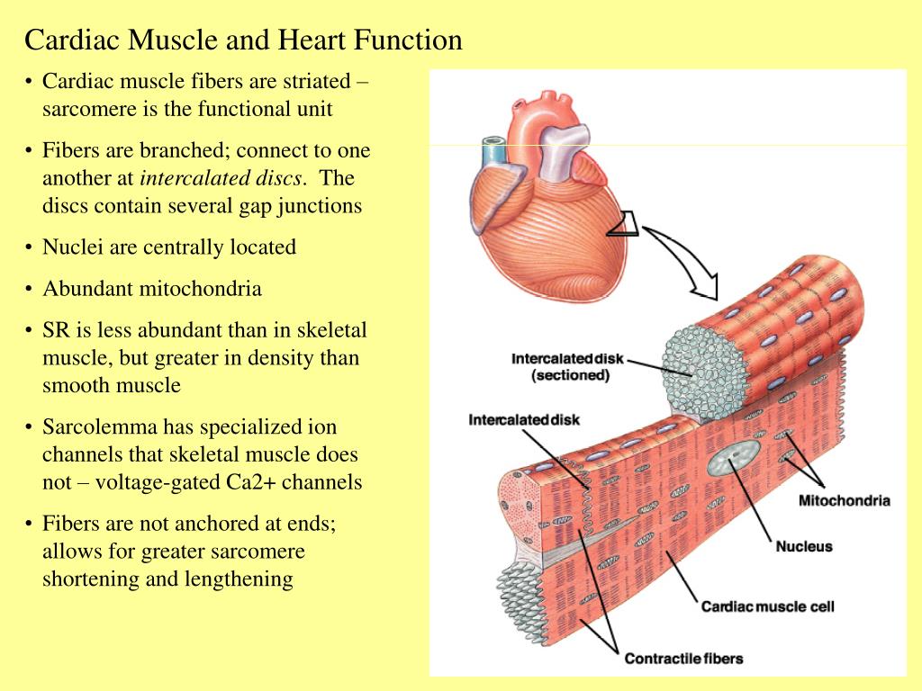 PPT Cardiac Muscle And Heart Function PowerPoint Presentation Free PPT Cardiac Muscle And Heart Function PowerPoint Presentation Free