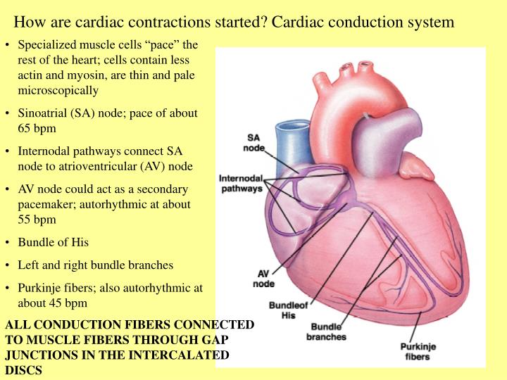 PPT - Cardiac Muscle and Heart Function PowerPoint Presentation - ID:265192