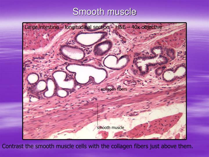 PPT - BIO 240 HISTOLOGY REVIEW Muscle Tissue PowerPoint Presentation ...
