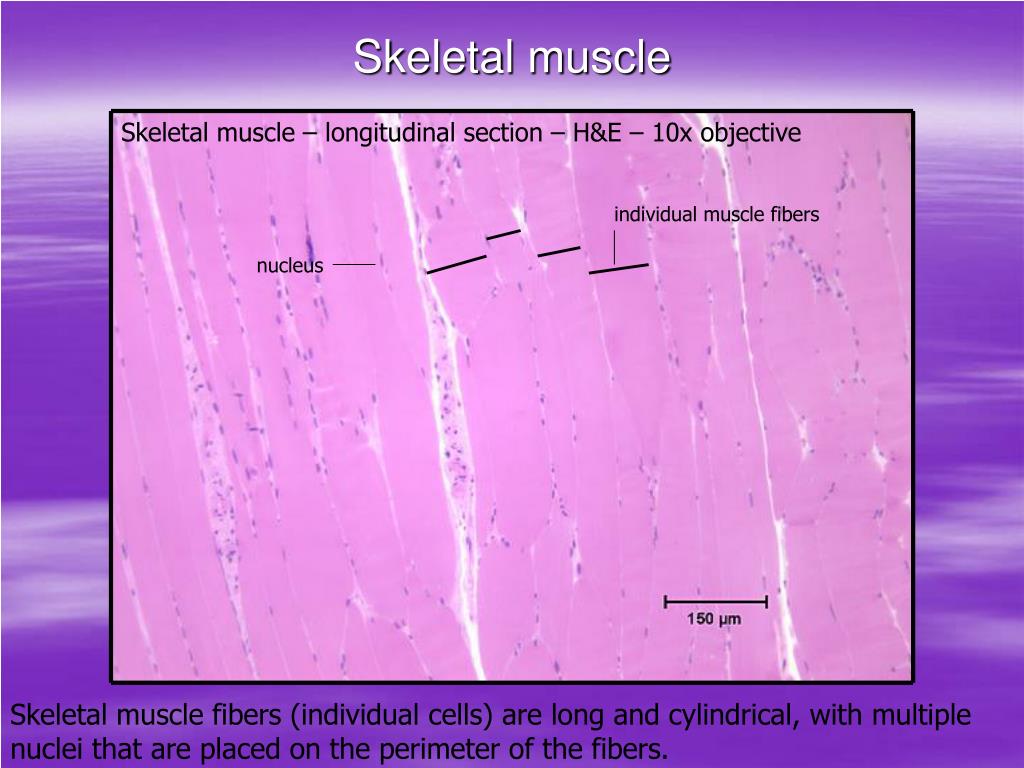 Skeletal Muscle Histology Longitudinal