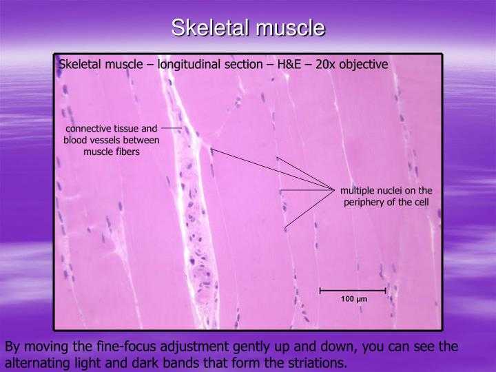 PPT - BIO 240 HISTOLOGY REVIEW Muscle Tissue PowerPoint Presentation ...