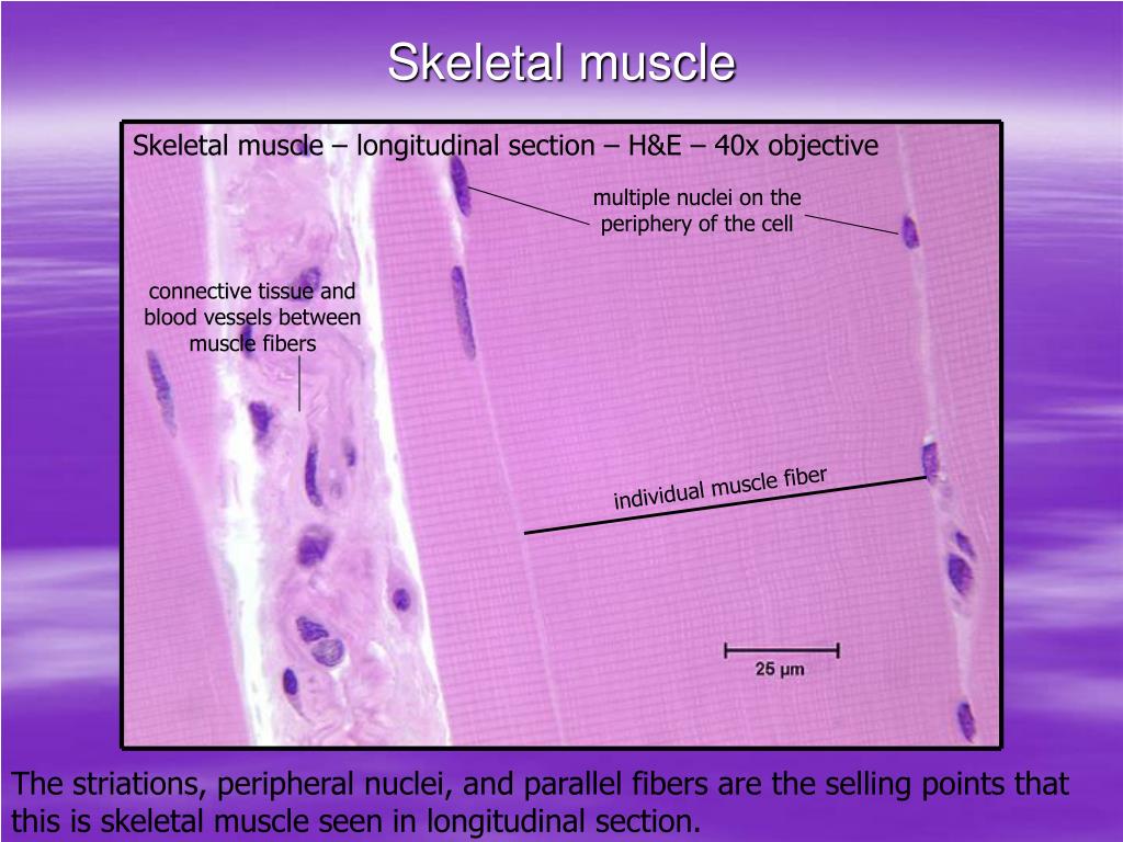 PPT - BIO 240 HISTOLOGY REVIEW Muscle Tissue PowerPoint Presentation ...