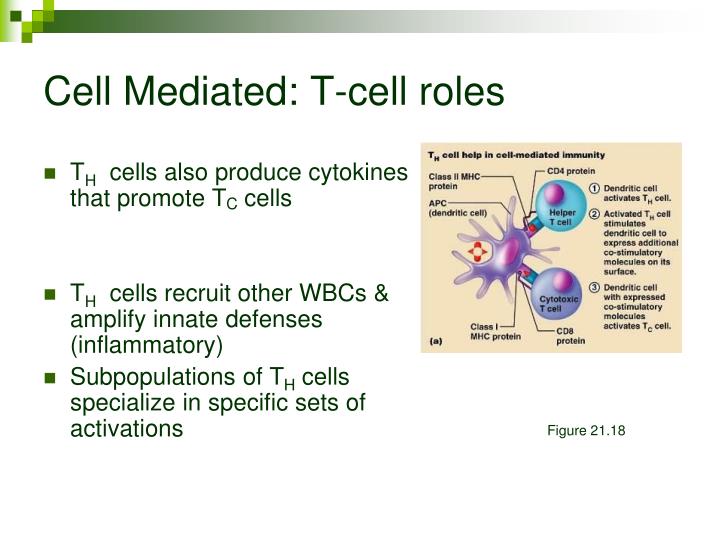 PPT - The Immune System PowerPoint Presentation - ID:265862