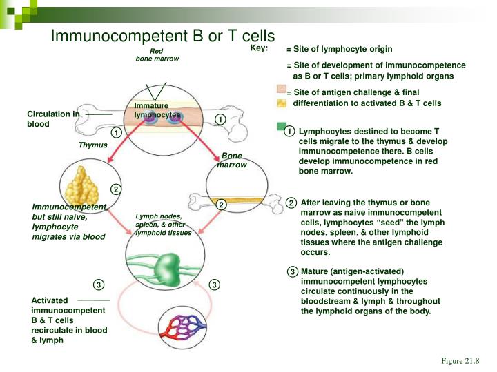 PPT - The Immune System PowerPoint Presentation - ID:265862
