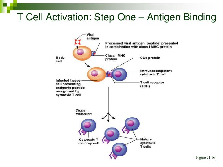 PPT - The Immune System PowerPoint Presentation - ID:265862