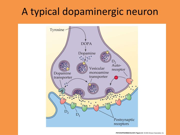 PPT - Neurotransmitters: Catecholamines & Acetylcholine Chapters 5 & 6 ...