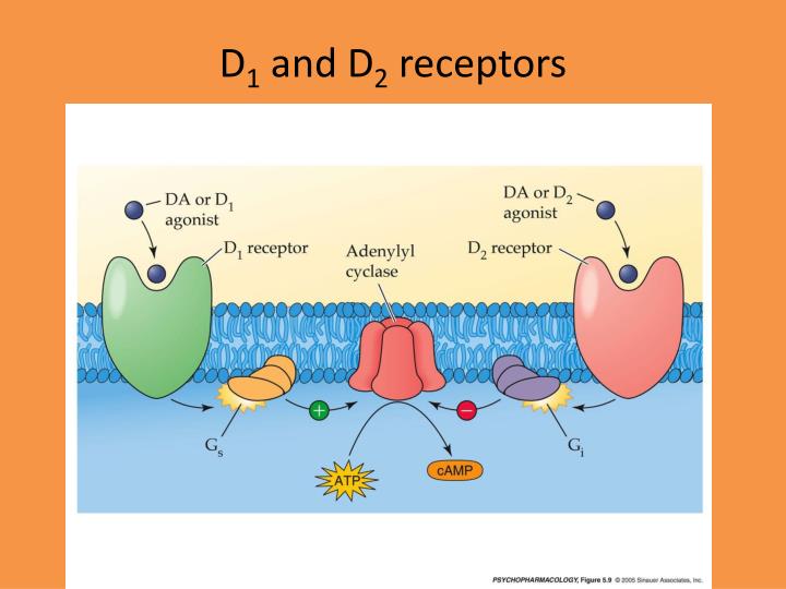 PPT - Neurotransmitters: Catecholamines & Acetylcholine Chapters 5 & 6 ...