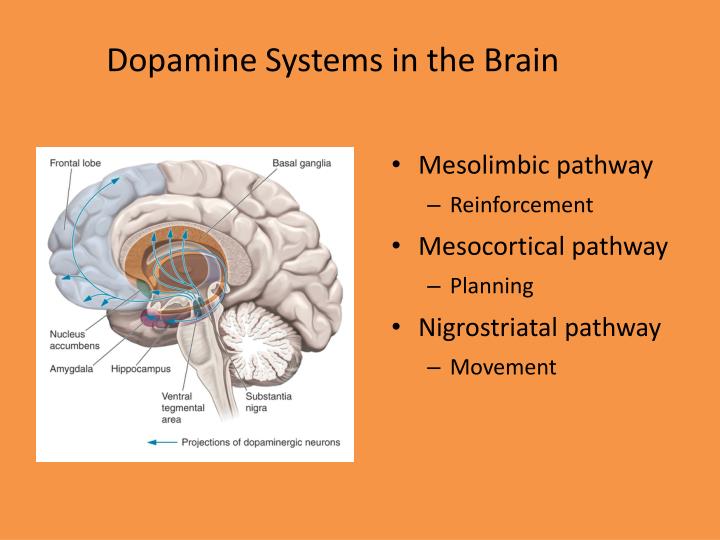 PPT - Neurotransmitters: Catecholamines & Acetylcholine Chapters 5 & 6 ...