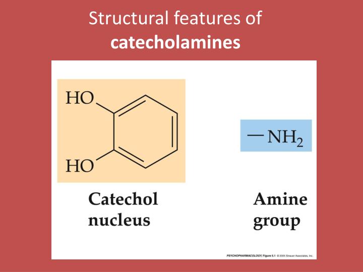PPT - Neurotransmitters: Catecholamines & Acetylcholine Chapters 5 & 6 ...