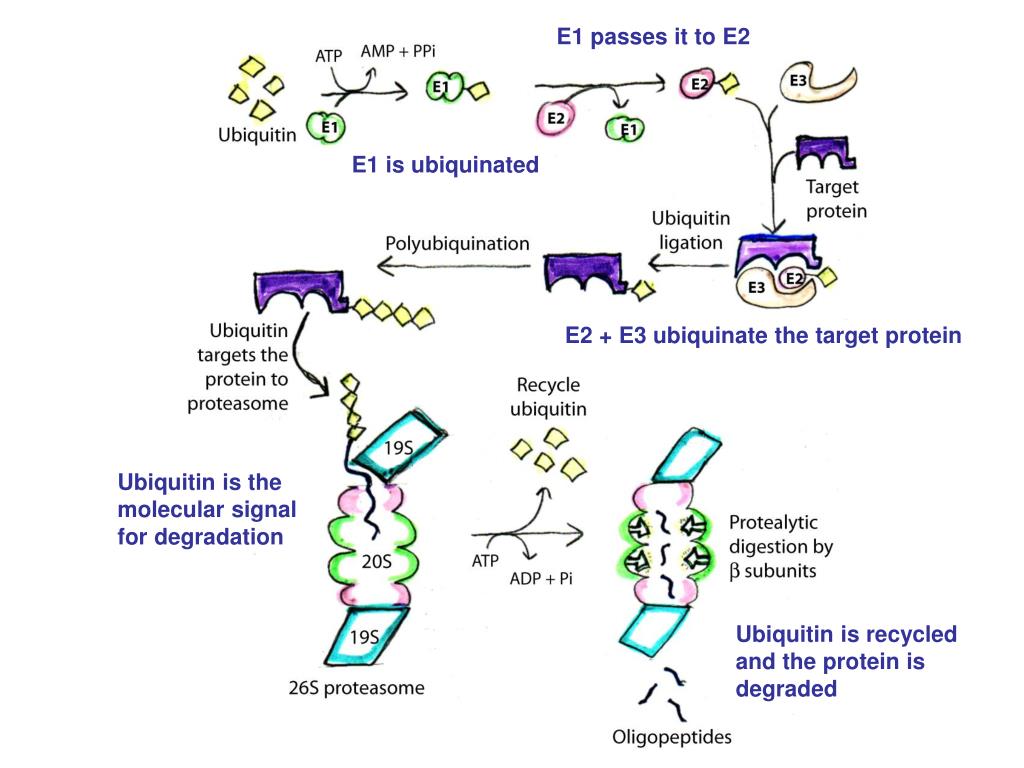 PPT - Amino Acid Metabolism 1: Nitrogen fixation and assimilation ...