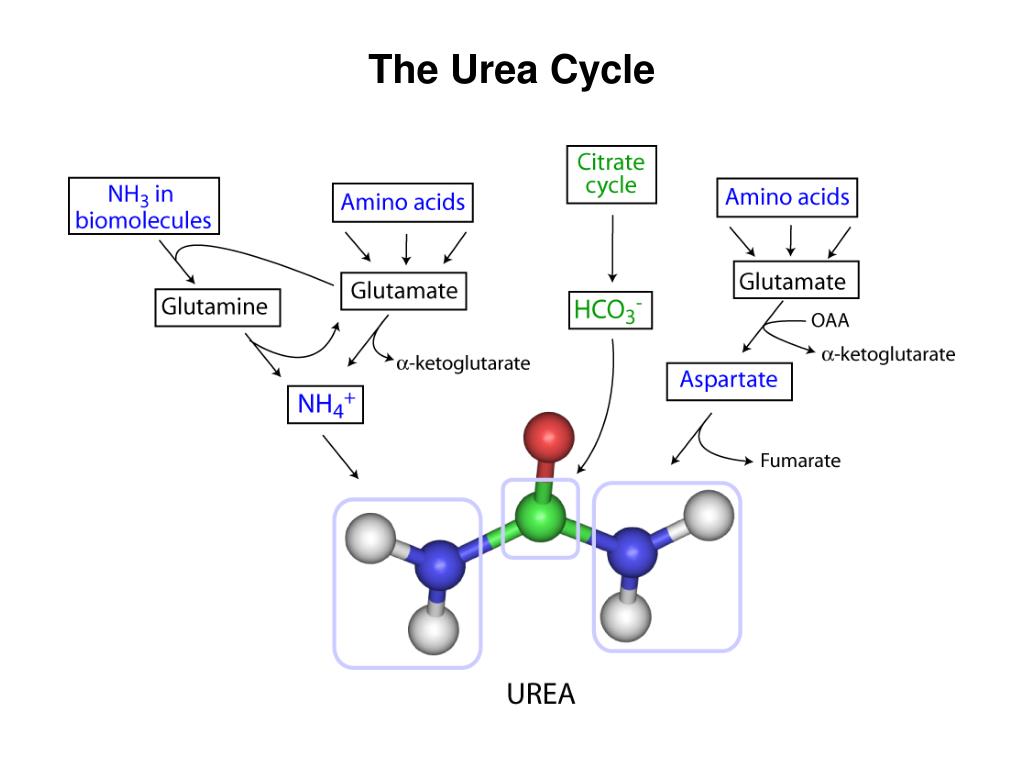 PPT - Amino Acid Metabolism 1: Nitrogen fixation and assimilation ...