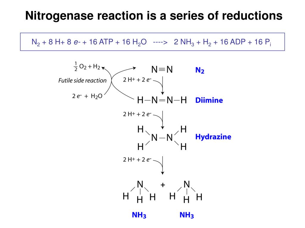 PPT - Amino Acid Metabolism 1: Nitrogen fixation and assimilation ...
