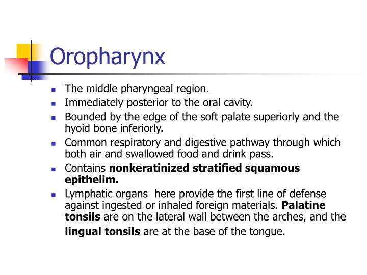 PPT - Anatomy of Respiratory System PowerPoint Presentation - ID:268315