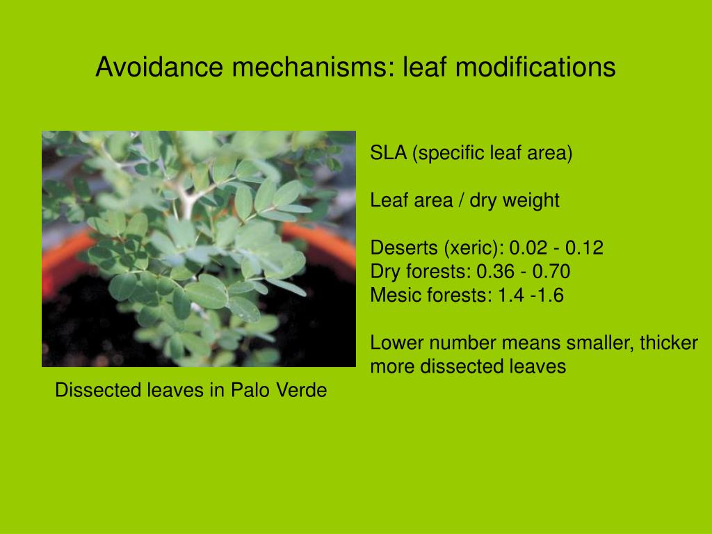 PPT - Plant Water Stress: What is it? PowerPoint Presentation, free ...