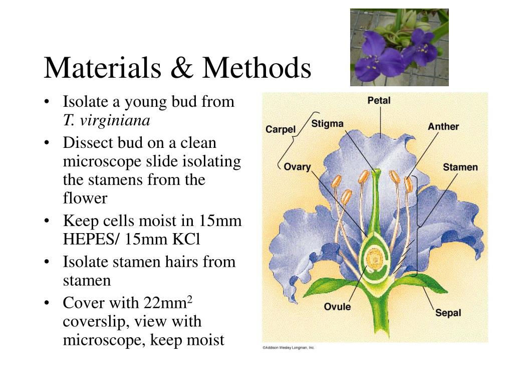PPT - Cell Division of Spiderwort Plant Stamen Hairs: A Microscopy ...