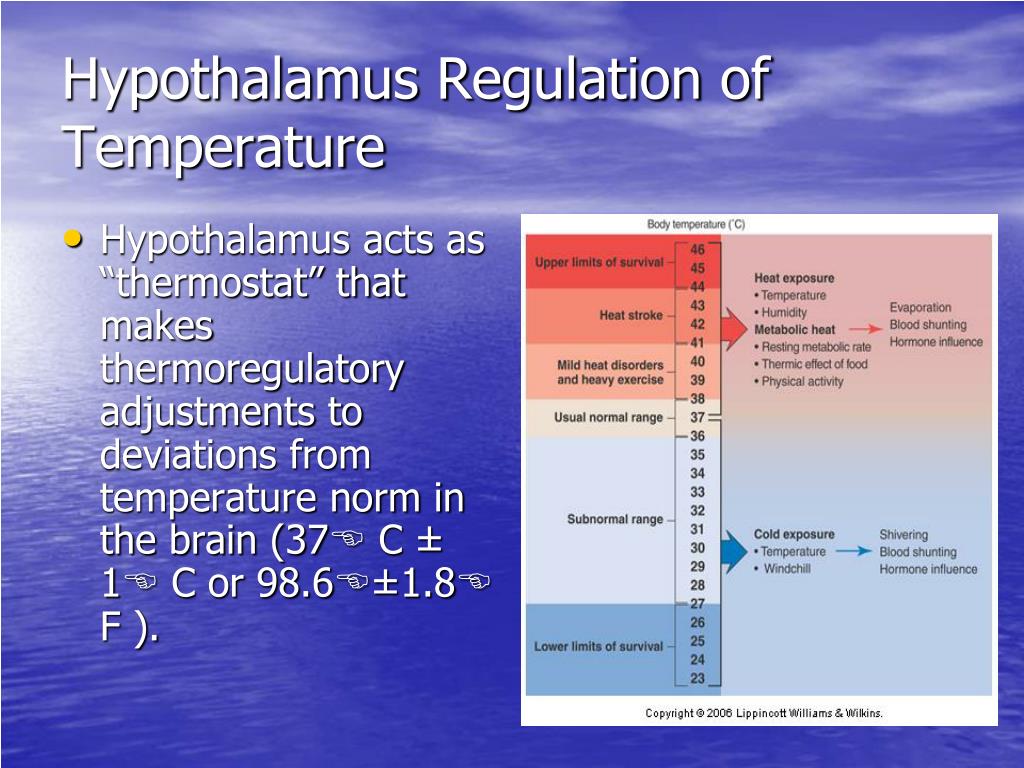 Ppt Thermoregulation Powerpoint Presentation Free Download Id 269735