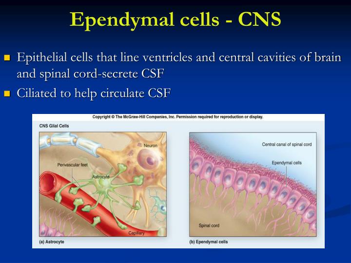 PPT - CHAPTER 14 Nervous Tissue PowerPoint Presentation - ID:269983