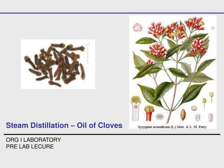 PPT - Steam Distillation – Oil of Cloves ORG I LABORATORY PRE LAB ...