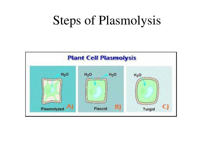 PPT - Plasmolysis Lab PowerPoint Presentation - ID:270118