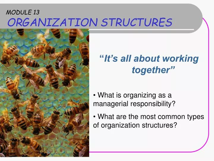 PPT - MODULE 13 ORGANIZATION STRUCTURES PowerPoint Presentation, free ...