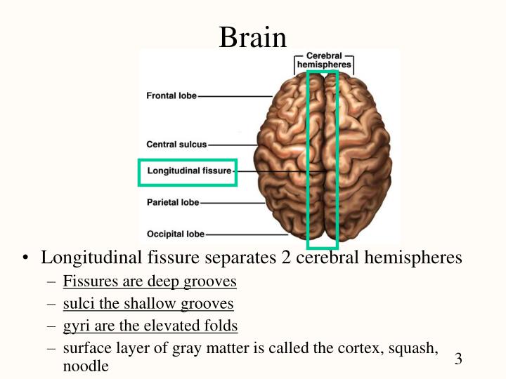PPT - Chapter 14 The Central Nervous System PowerPoint Presentation ...