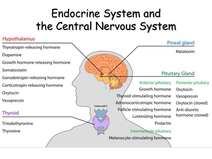 PPT - The Human Endocrine System PowerPoint Presentation - ID:272391