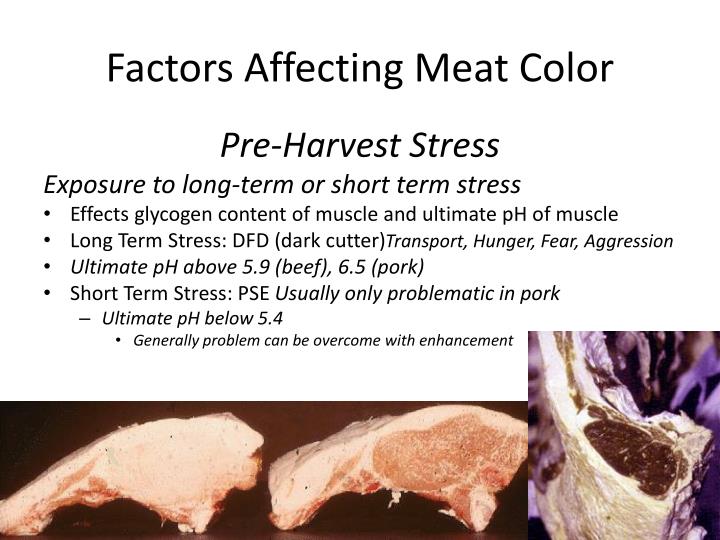 PPT - Meat Color PowerPoint Presentation - ID:272513