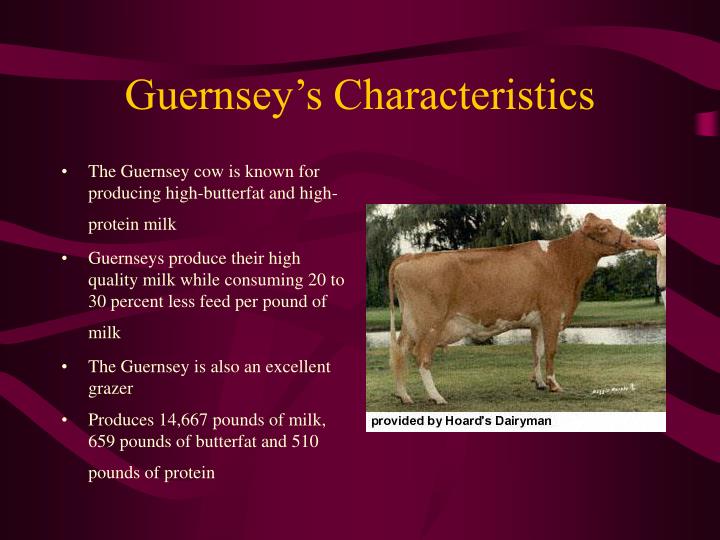 PPT - Breeds of Dairy Cattle PowerPoint Presentation - ID:272852