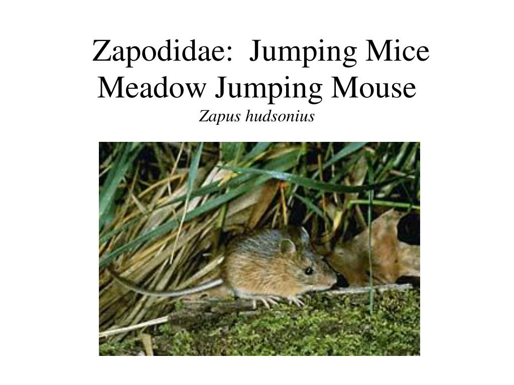 PPT - Rodentia: Gnawing Mammals PowerPoint Presentation, free download ...