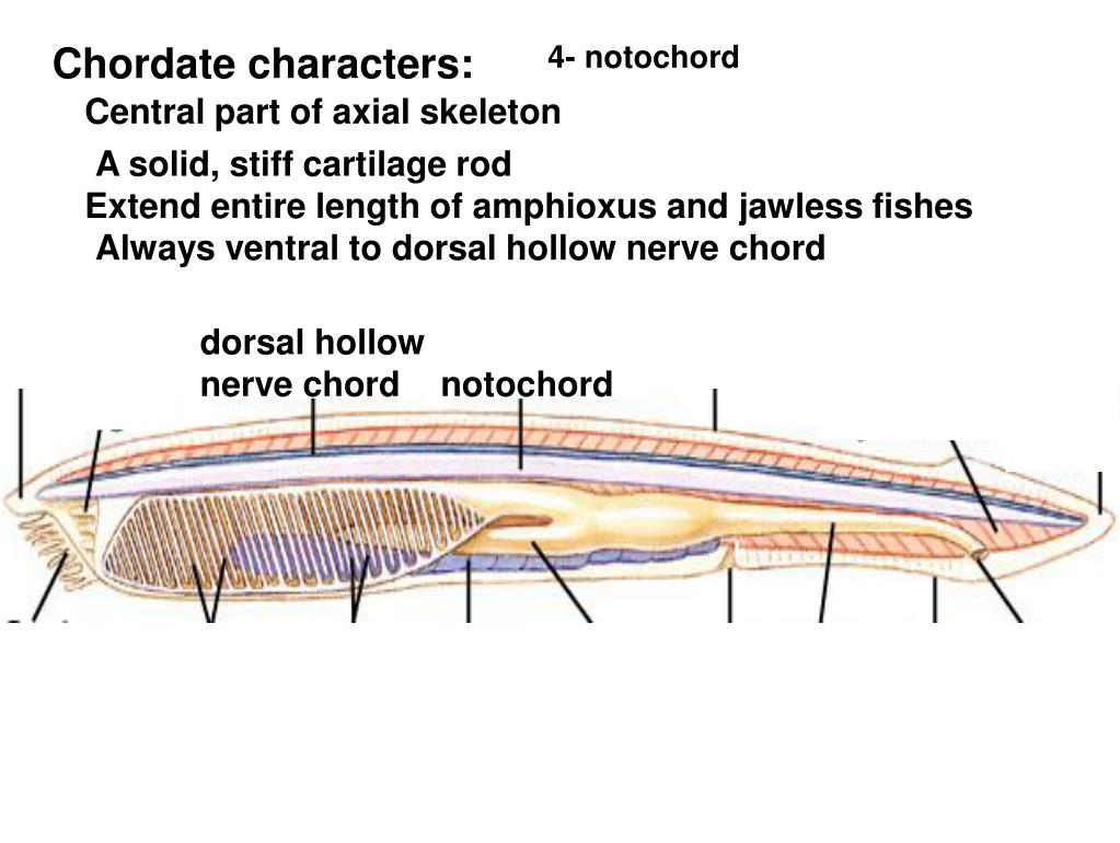 PPT - 4. Phylogeny I Chordate Origins PowerPoint Presentation, free ...