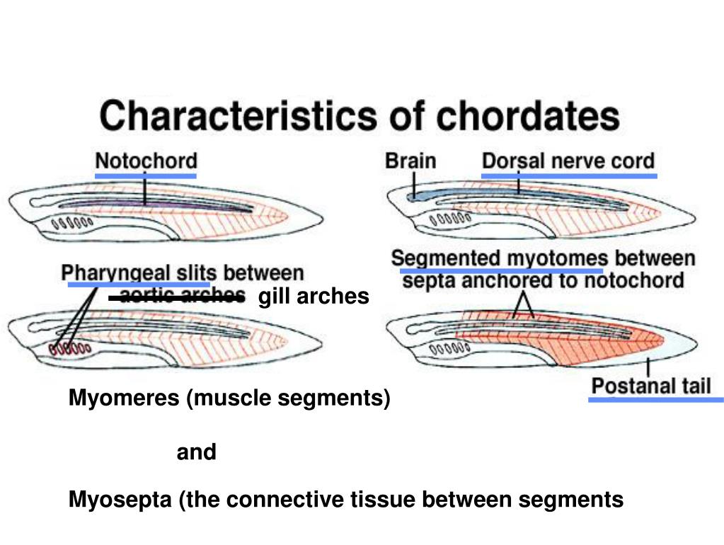 PPT - 4. Phylogeny I Chordate Origins PowerPoint Presentation, free ...