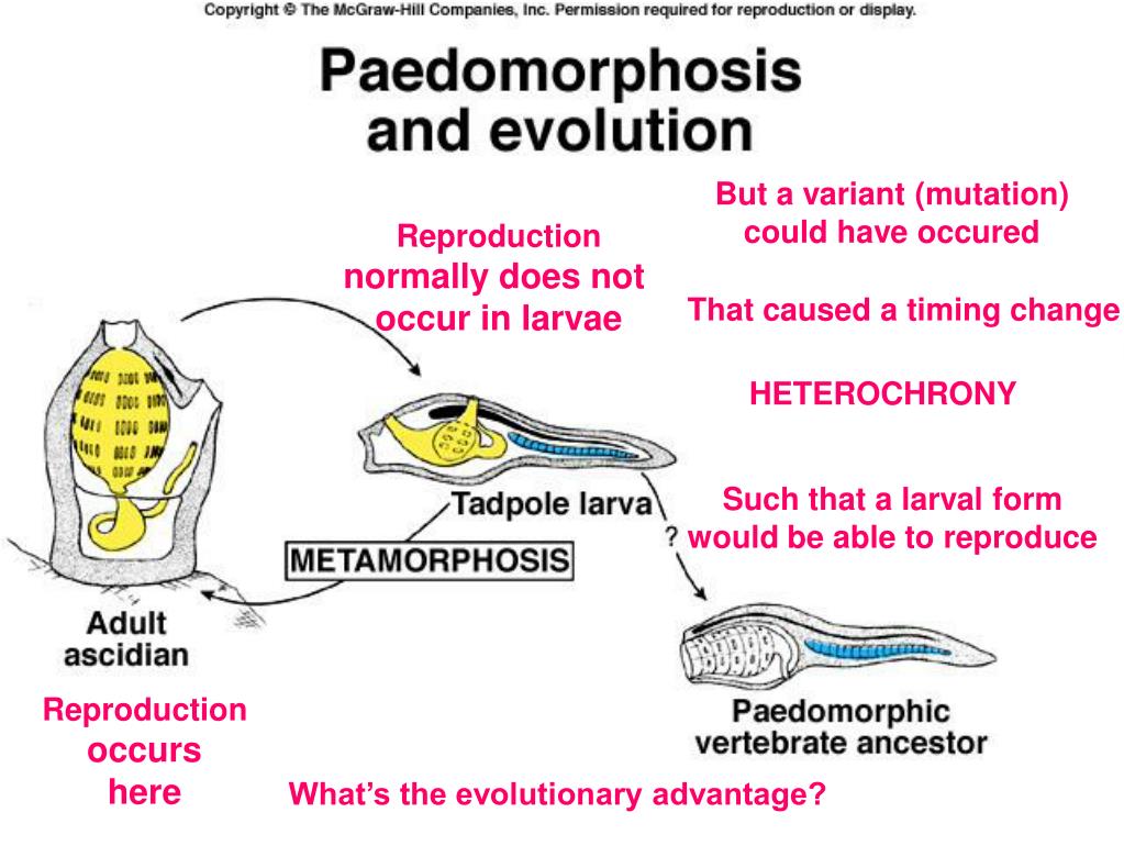 PPT - 4. Phylogeny I Chordate Origins PowerPoint Presentation, free ...