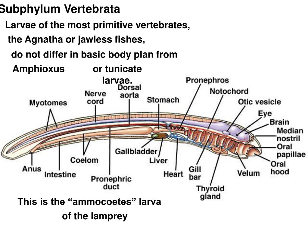PPT - 4. Phylogeny I Chordate Origins PowerPoint Presentation, free ...