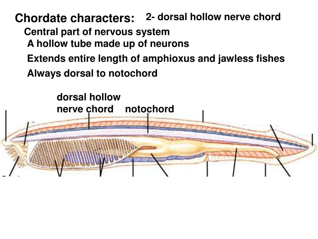 PPT - 4. Phylogeny I Chordate Origins PowerPoint Presentation, free ...