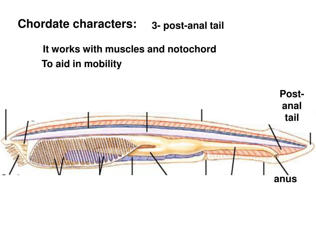 PPT - 4. Phylogeny I Chordate Origins PowerPoint Presentation, free ...