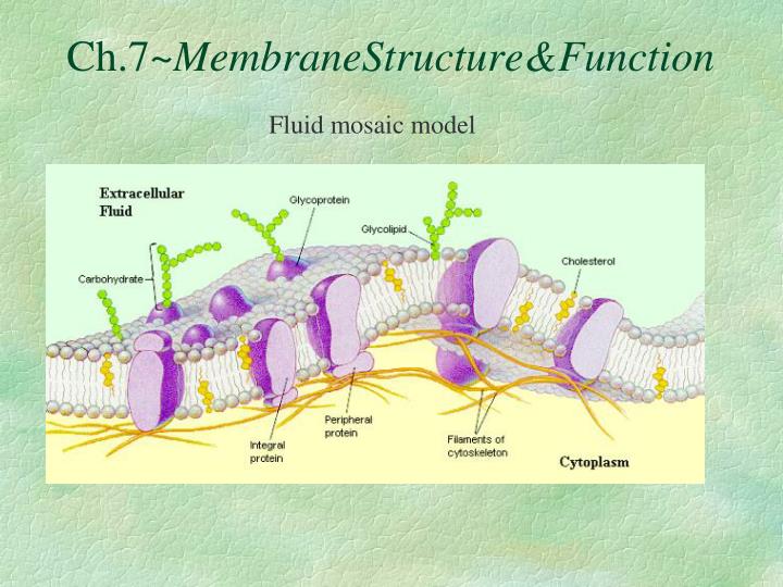 PPT - Ch.7~ MembraneStructure&Function PowerPoint Presentation, free download - ID:275589