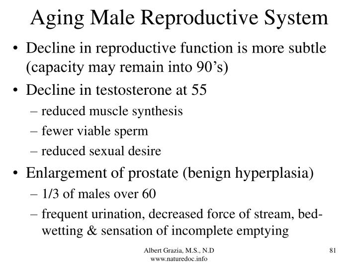 PPT - Chapter 28 Reproductive System PowerPoint Presentation - ID:275656