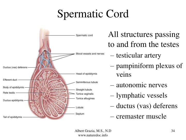 Ppt Chapter 28 Reproductive System Powerpoint Presentation Id 275656