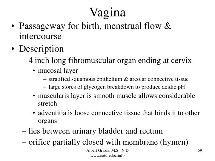 PPT - Chapter 28 Reproductive System PowerPoint Presentation - ID:275656