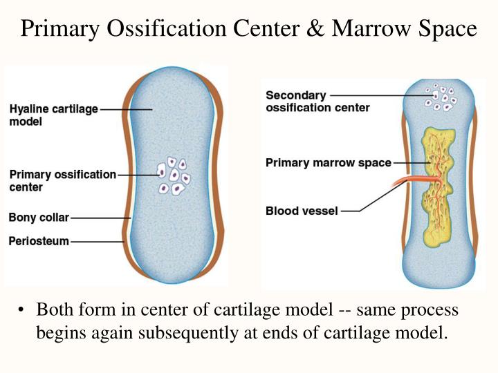 PPT - Chapter 7 Bone Tissue PowerPoint Presentation - ID:276208