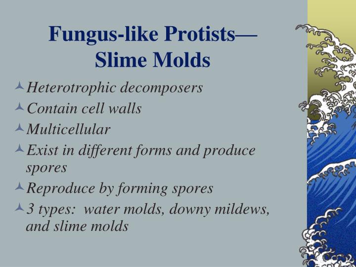 PPT - KINGDOM PROTISTA PowerPoint Presentation - ID:276913