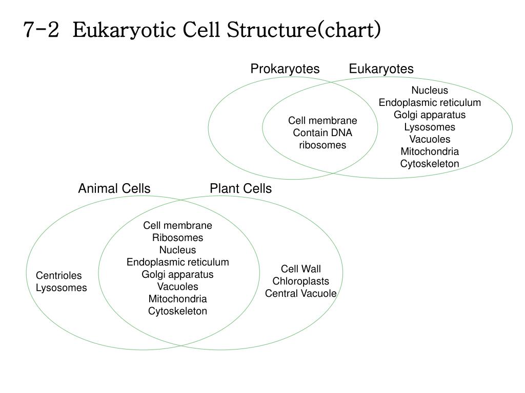 Chapter 7 Cell Structure And Function Section Review 7 2 Answers Chapter 7 Cell Structure And Function Section Review 7 2 Answers