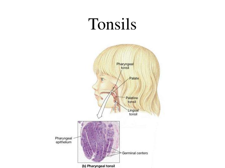 PPT - Lymphatic System PowerPoint Presentation - ID:277766