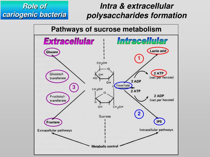 PPT - Cariogenic Aspects of Dental Plaque PowerPoint Presentation - ID ...