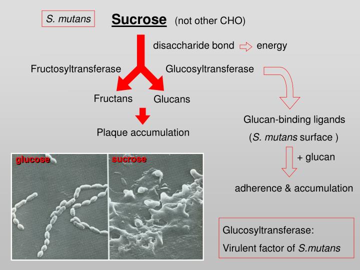 PPT - Cariogenic Aspects of Dental Plaque PowerPoint Presentation - ID ...