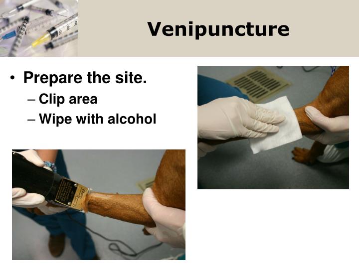 PPT - Canine Injection Techniques PowerPoint Presentation - ID:27807