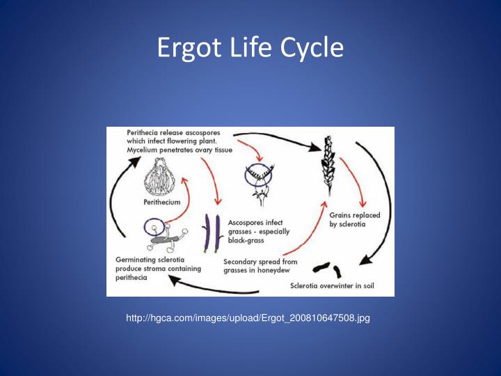 PPT - Mycotoxins PowerPoint Presentation - ID:279373